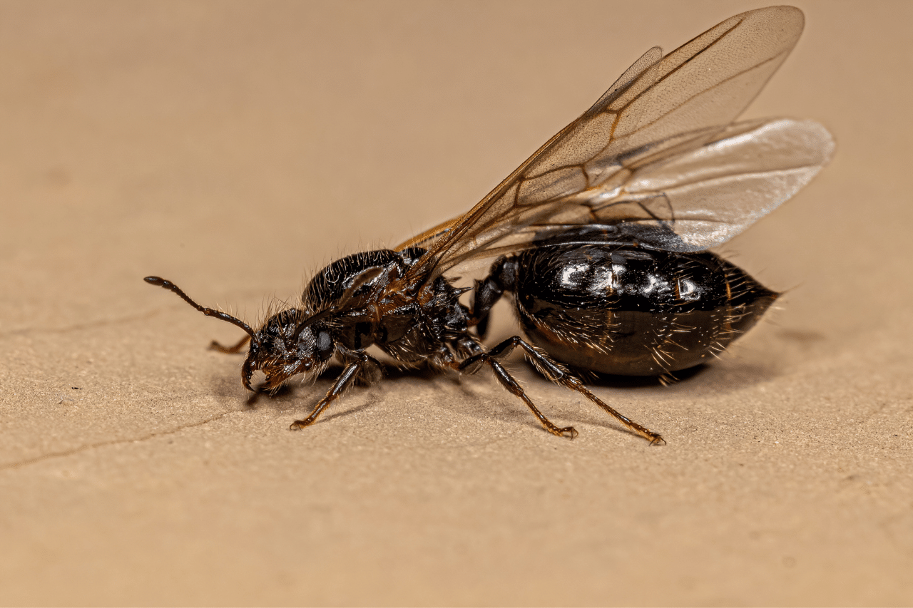 Formiche con le Ali: Eliminare l'Invasione Formiche Volanti